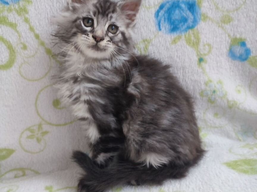 Котик Мейн Кун шикарного окраса