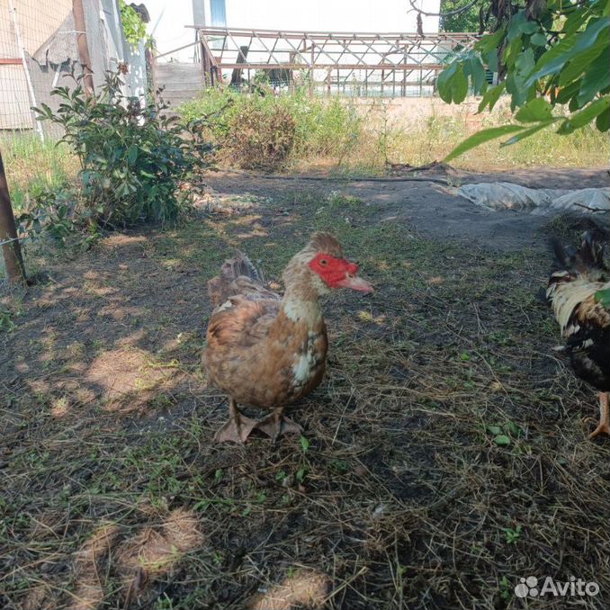 Мускусные утки