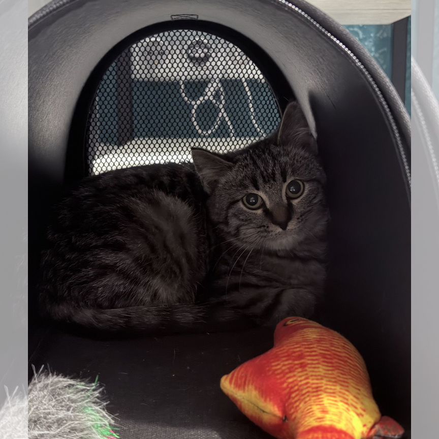 Котёнок в добрые руки