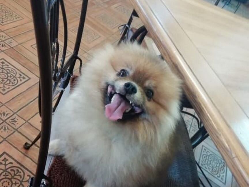 Шпиц настоящий померанец