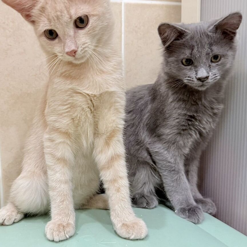 Котёнок от частного владельца