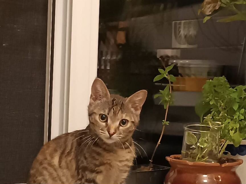 Котенок в добрые руки
