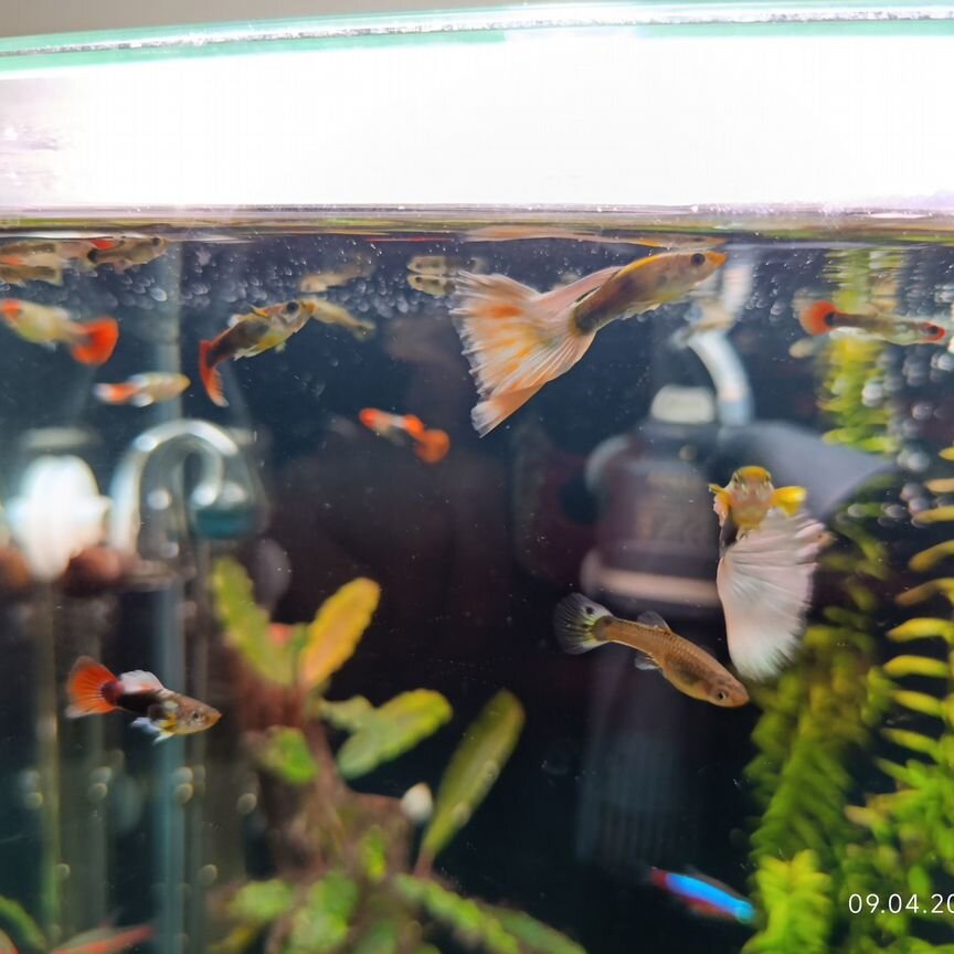 Рыбки гуппи