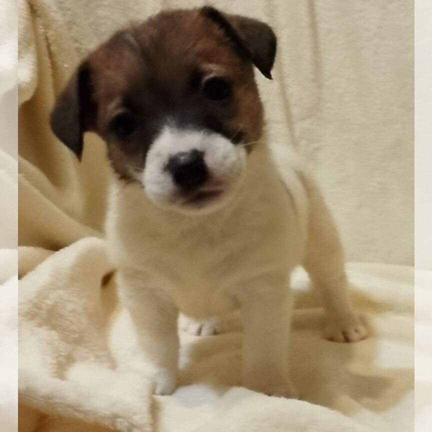 Джек-рассел-терьер, щенок