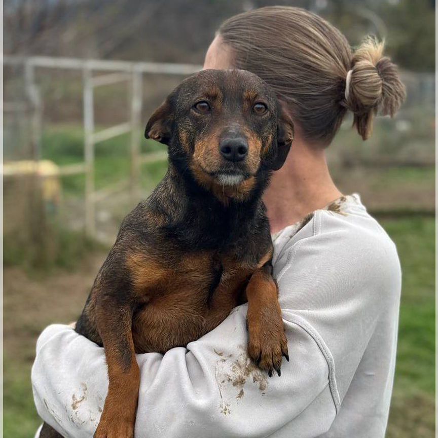 Взрослая собака в добрые руки