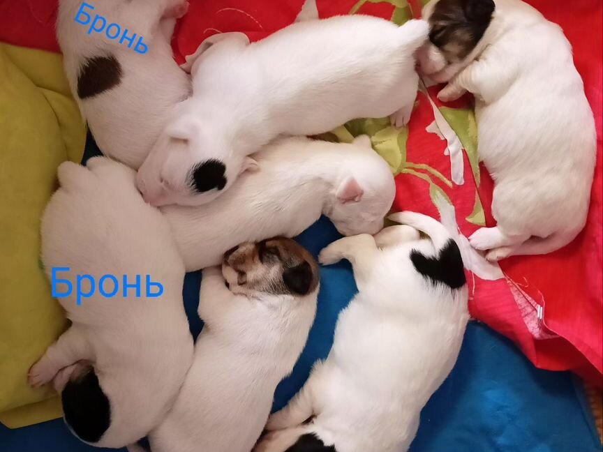 Щенки джек рассел терьер