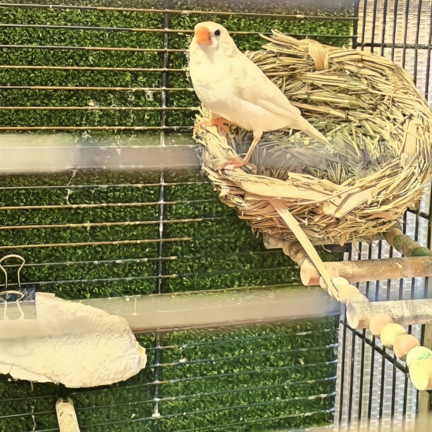 Зебровые амадины