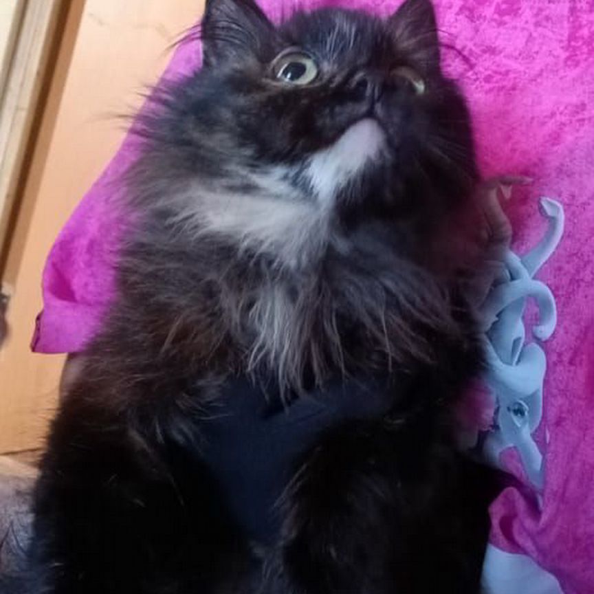 Котенок девочка