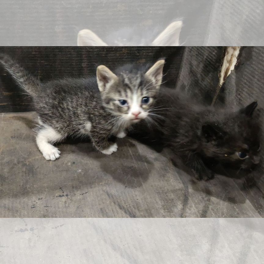 Котёнок в добрые руки