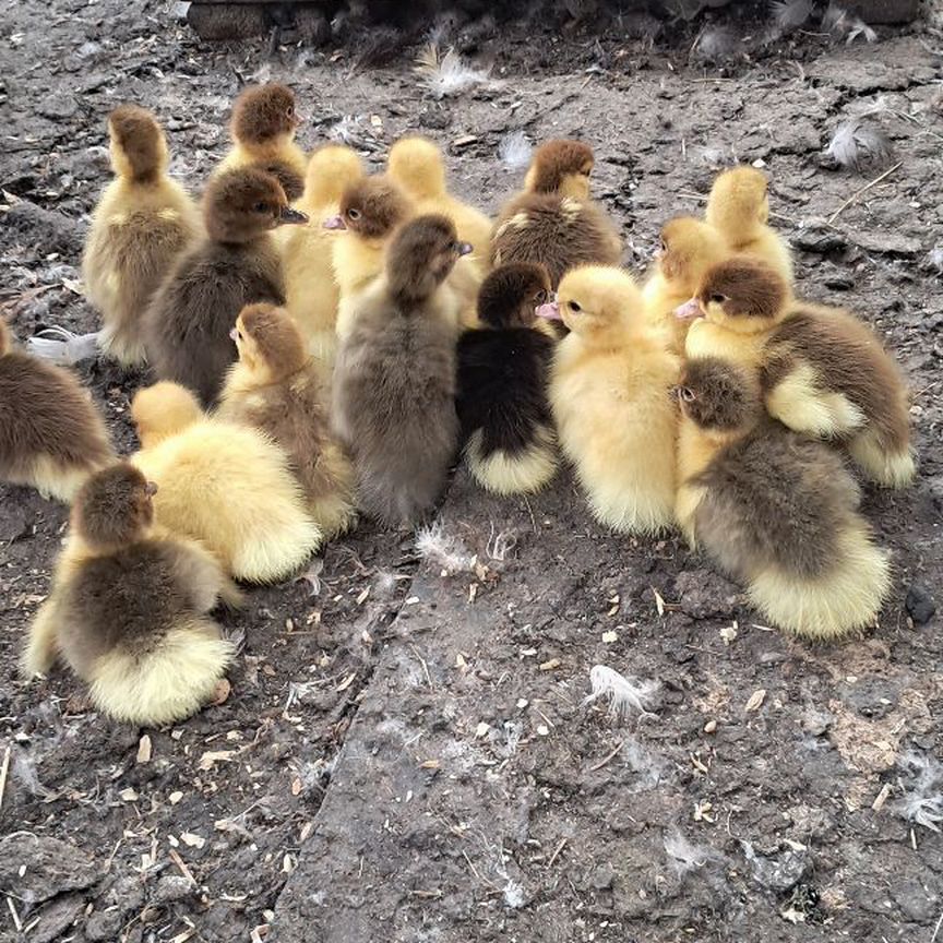 Утята шипуны