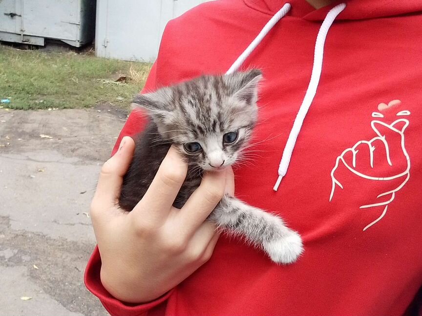 Кошка в хорошие руки