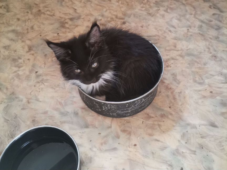 Котята и кошачки