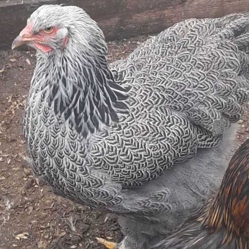 Куры, петухи