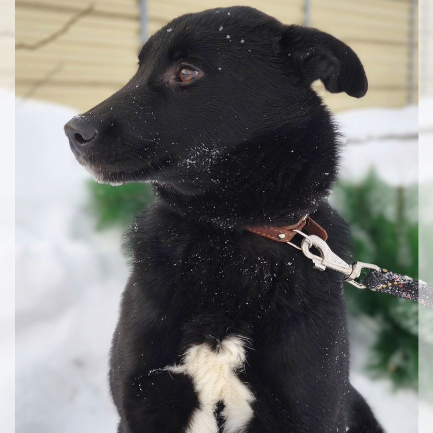 Щенок в добрые руки