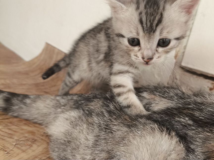 Котята помесь с шотландцем в добрые руки