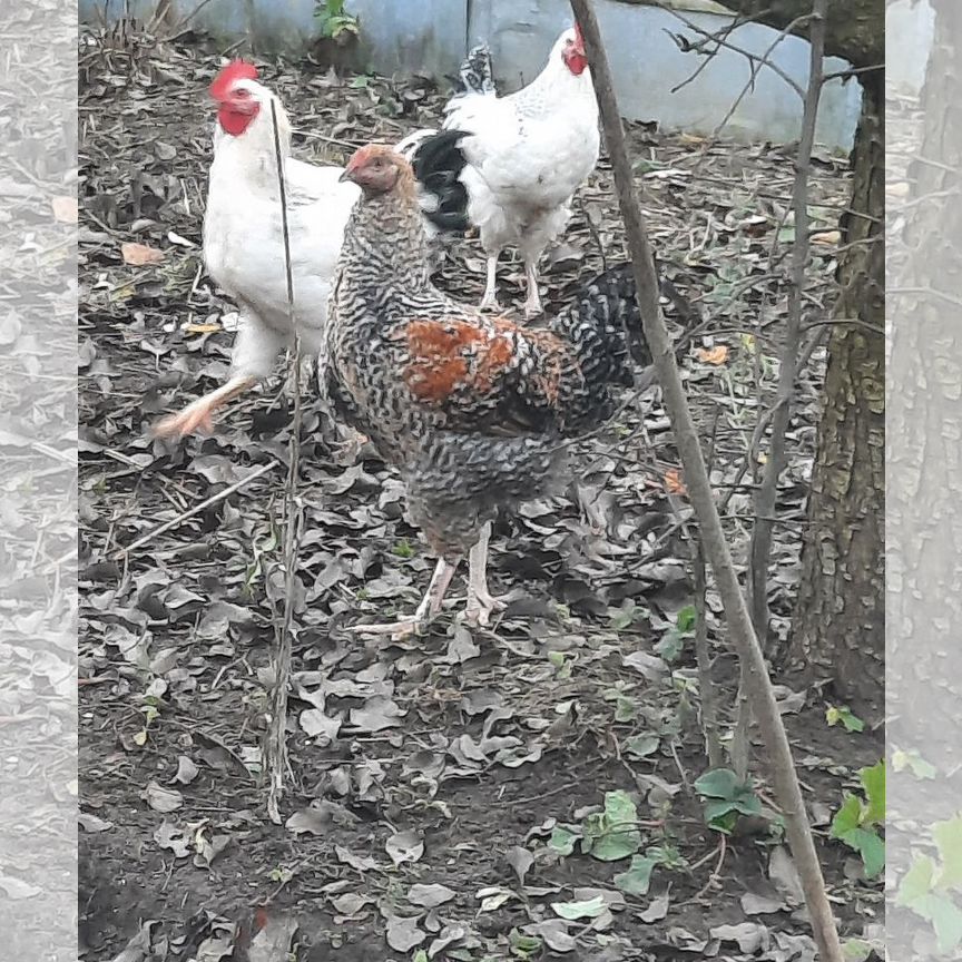 Молодые петухи