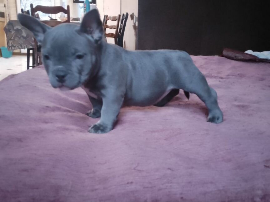 American bully girl
