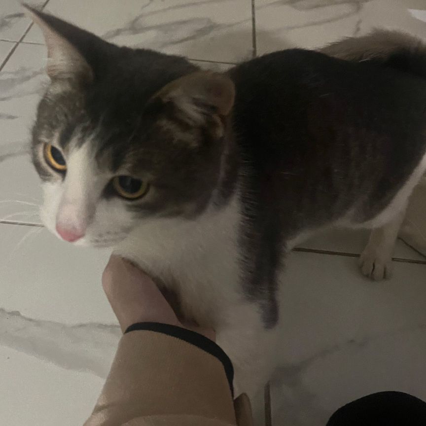 Отдам кота в добрые руки