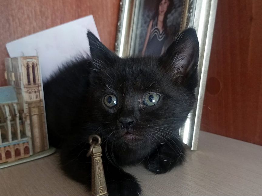 Нашли котят. Ищем добрые руки