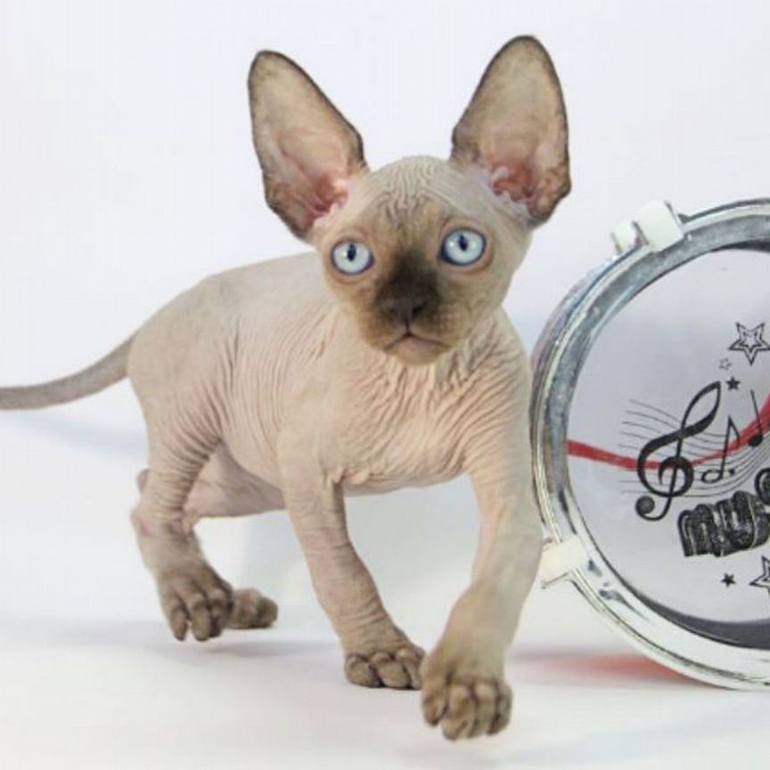 Зерон - живут на земле существа неземной красоты)