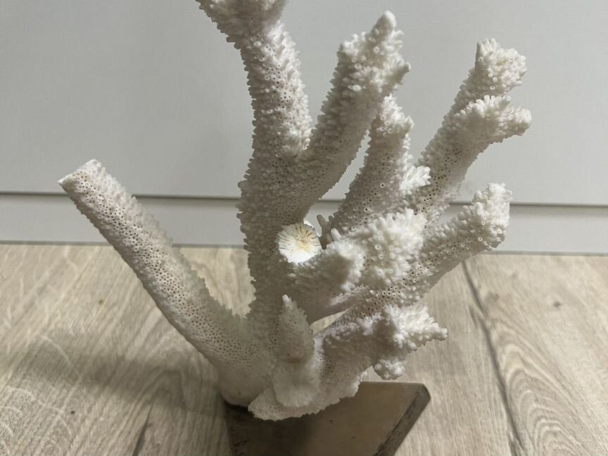 Коралл морской