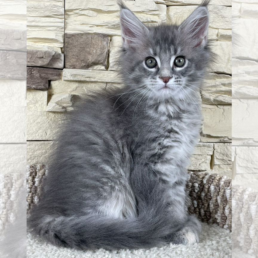 Мейн-кун котёнок