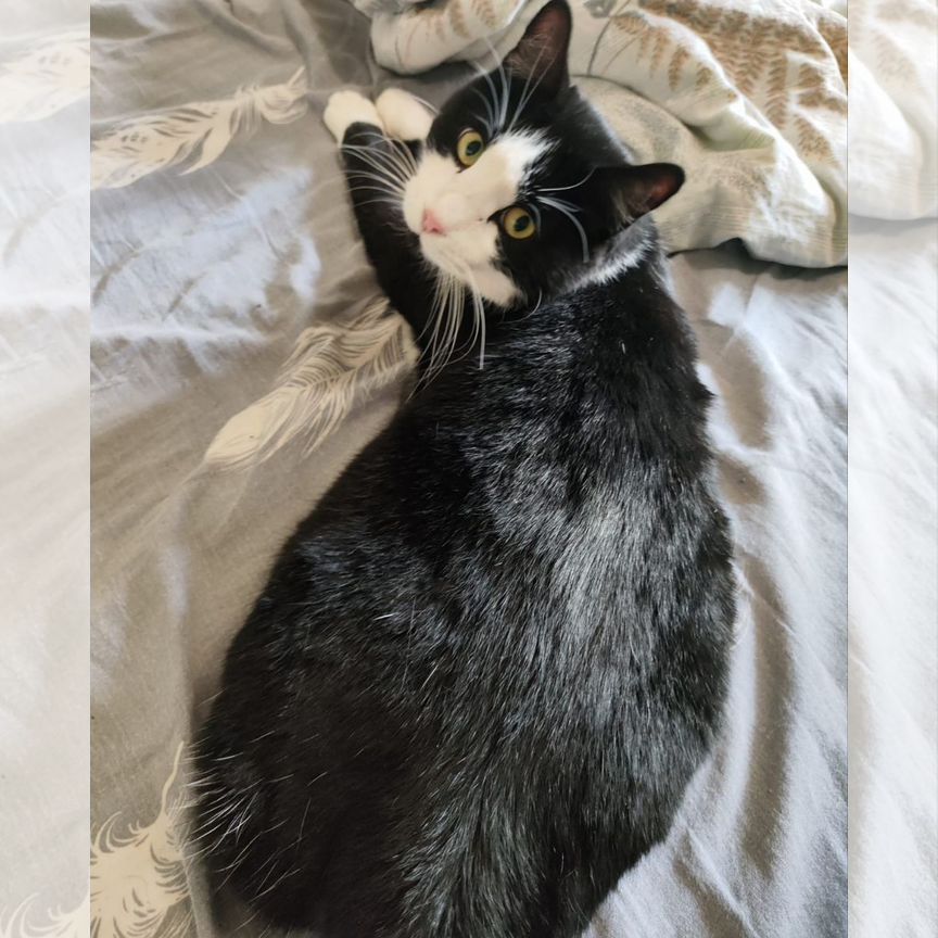 Кот Феликс