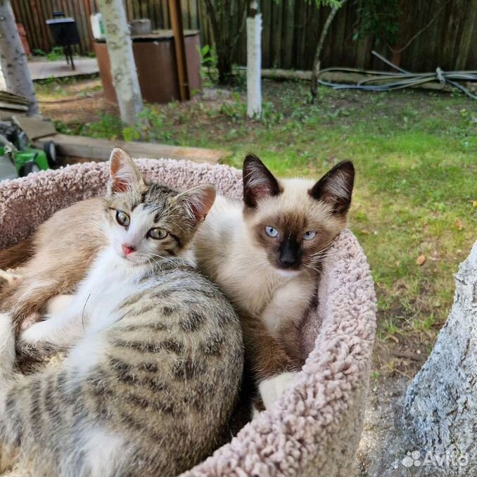 Котята 5 месяцев паспорт,прививки