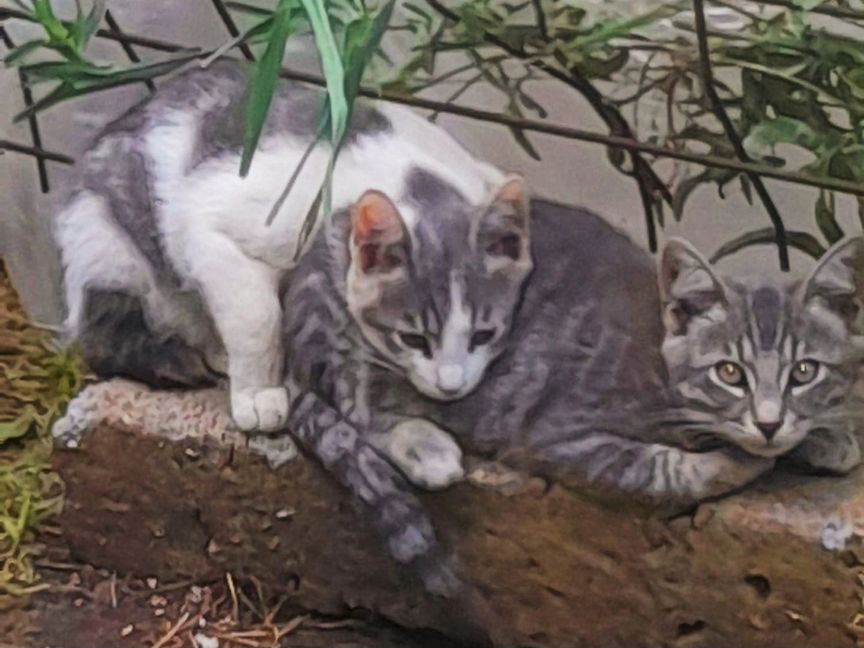 Котятки в беде