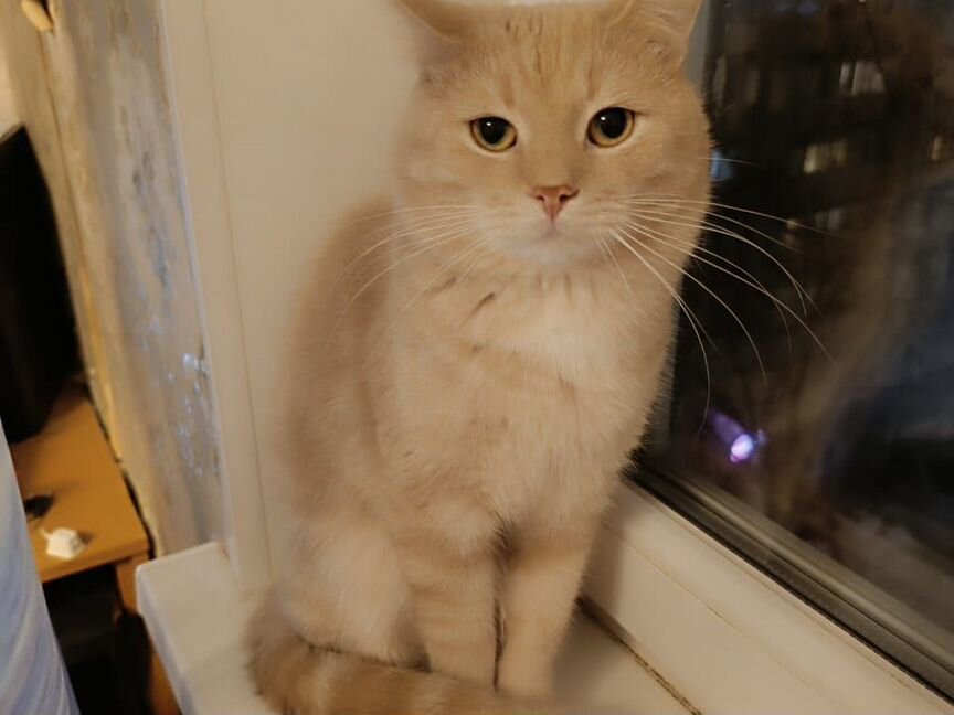 Шотландский кот в хорошие руки