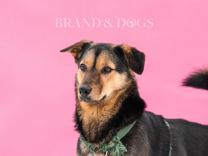 Волшебная Плюша ищет дом