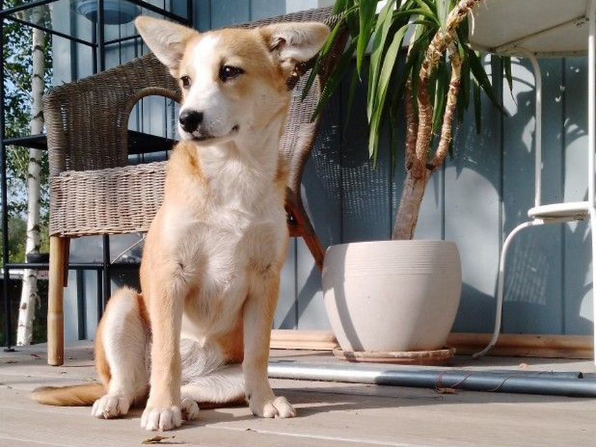 Собака с большими ушами