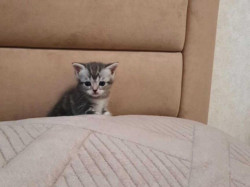 Продаю британского короткошерстного котёнка