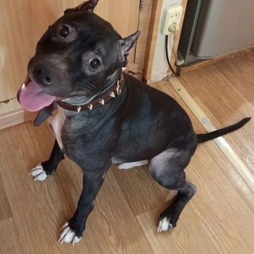 Американский питбультерьер, взрослый пёс