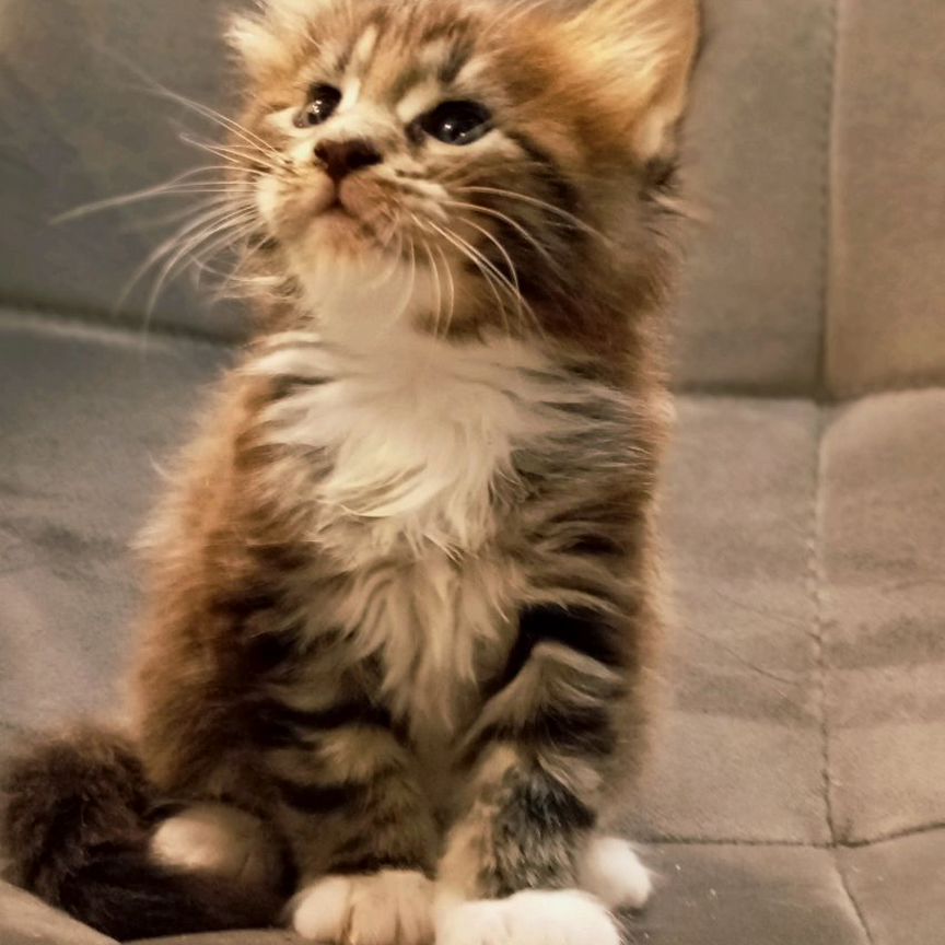 Котята мейн-кун