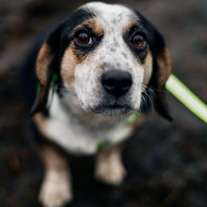 Взрослая собака от частного владельца