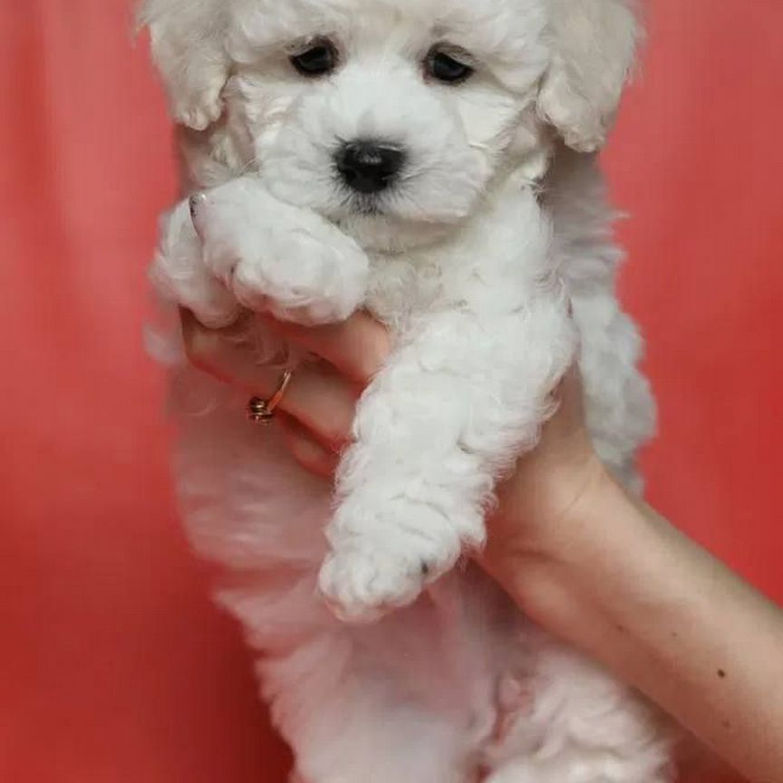 Бишон Фризе