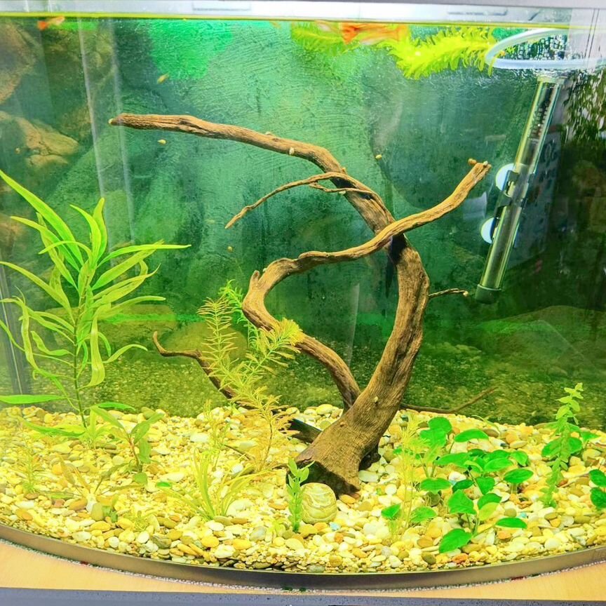 Растения для аквариума