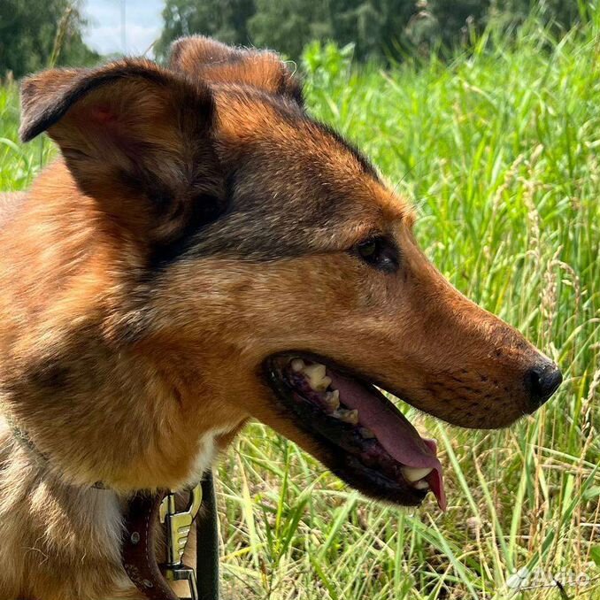 Пёс из приюта с огромным сердцем ищет дом и семью