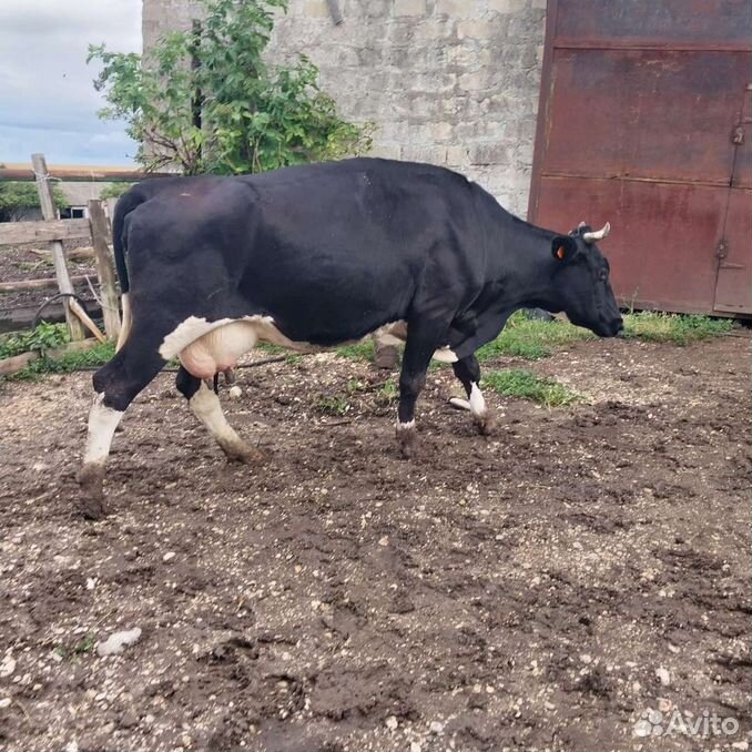 Молочные Коровы