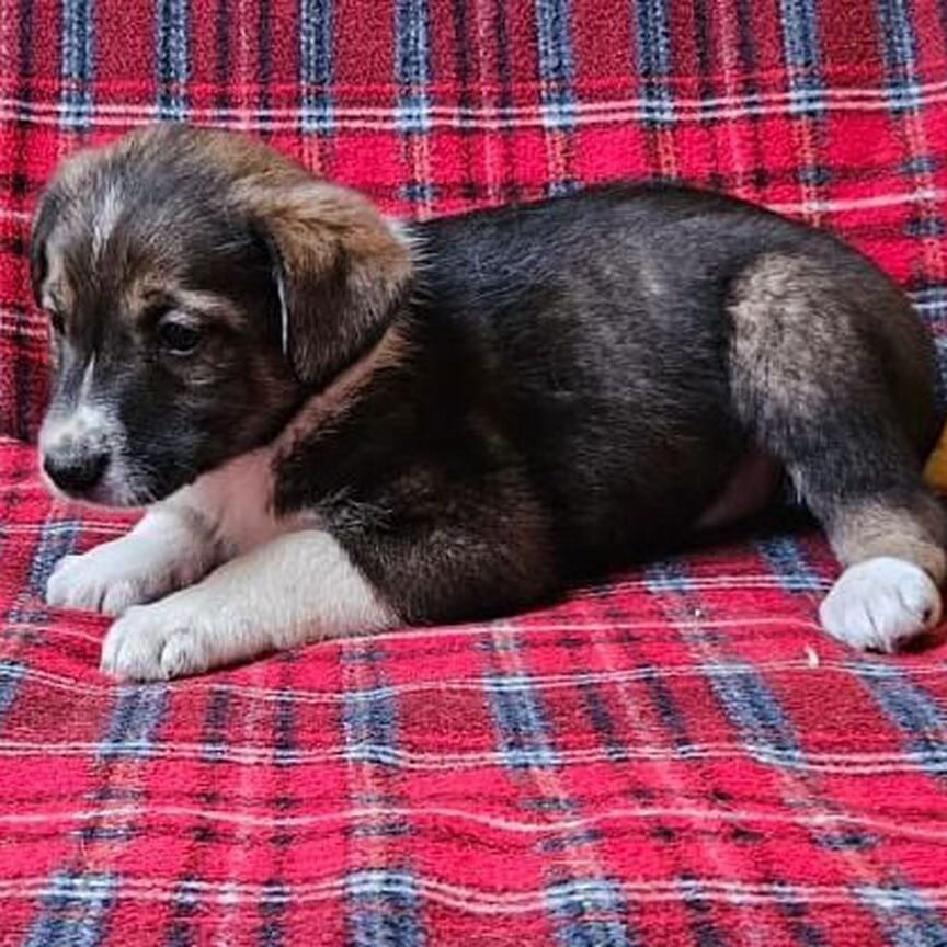 Щенок в добрые руки