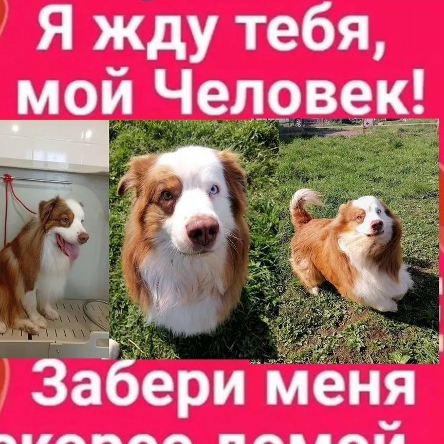 Австралийская овчарка, взрослый пёс