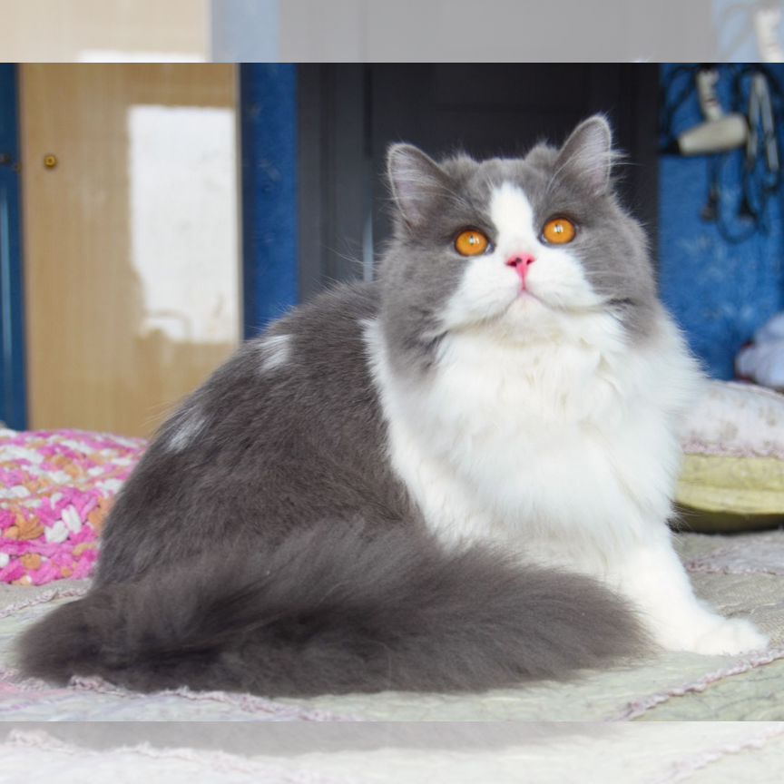 Британский длинношёрстный котёнок