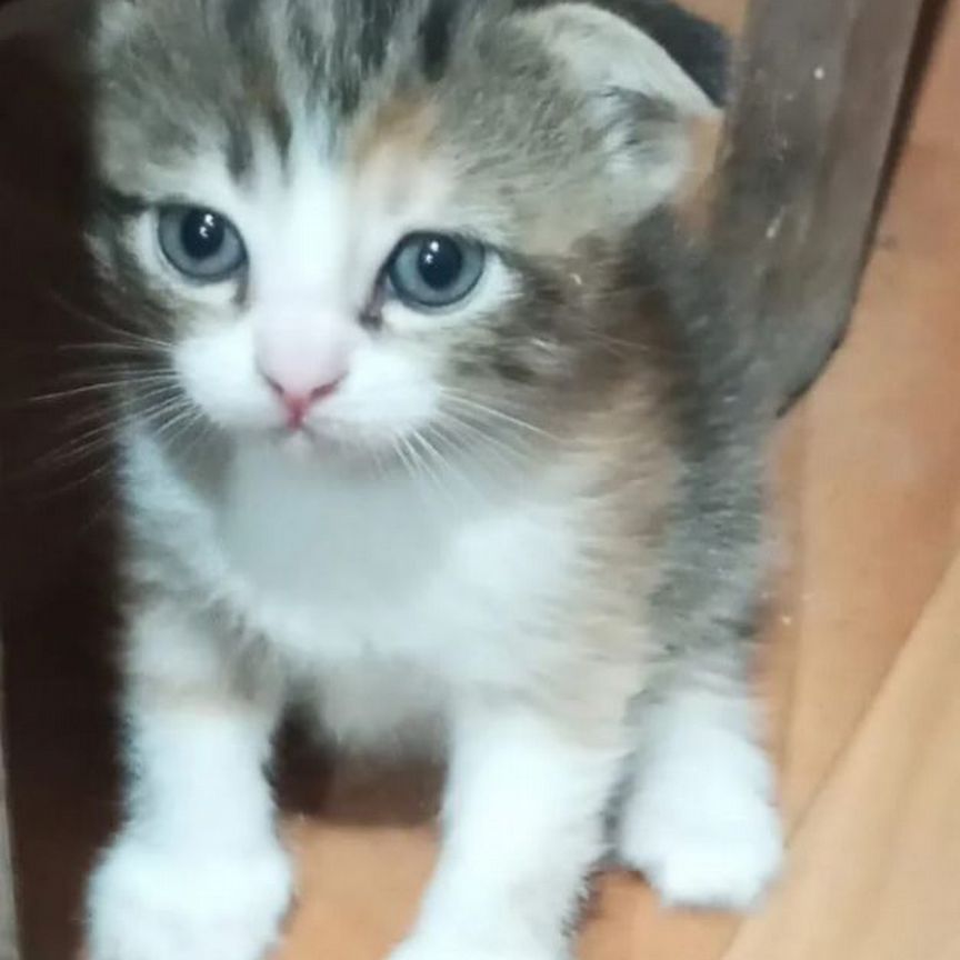 Шотландская вислоухая кошка бесплатно