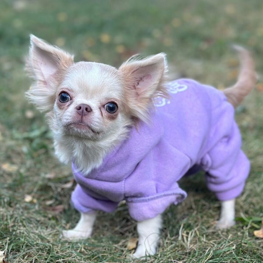 Щенки чихуахуа мини