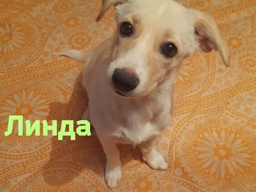 Собака. Девочка Линда. Таганрог. В добрые руки