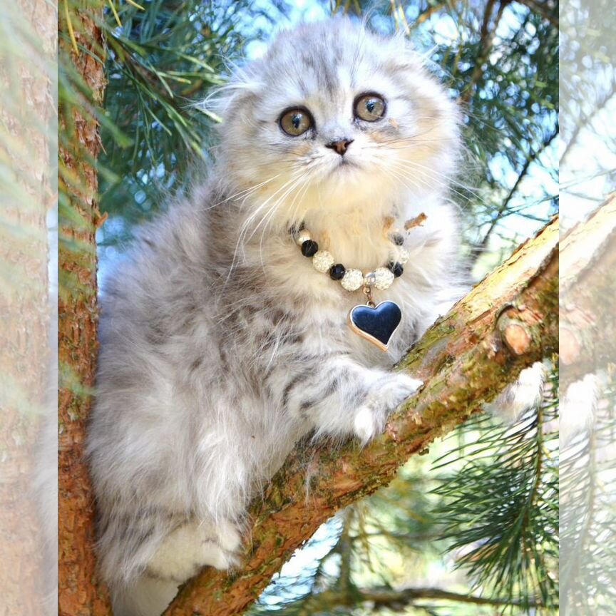 Кошечка кузя