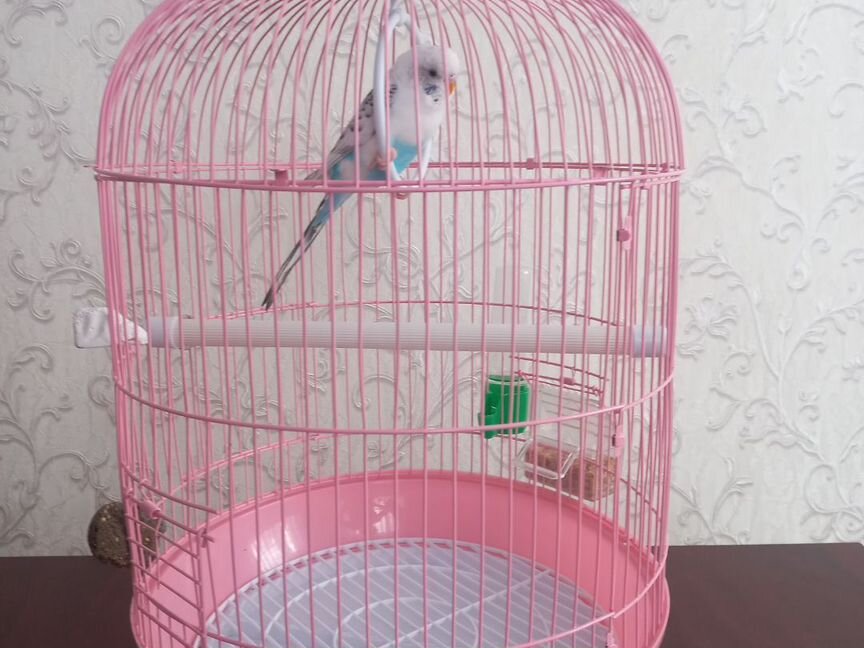 Попугай с клеткой