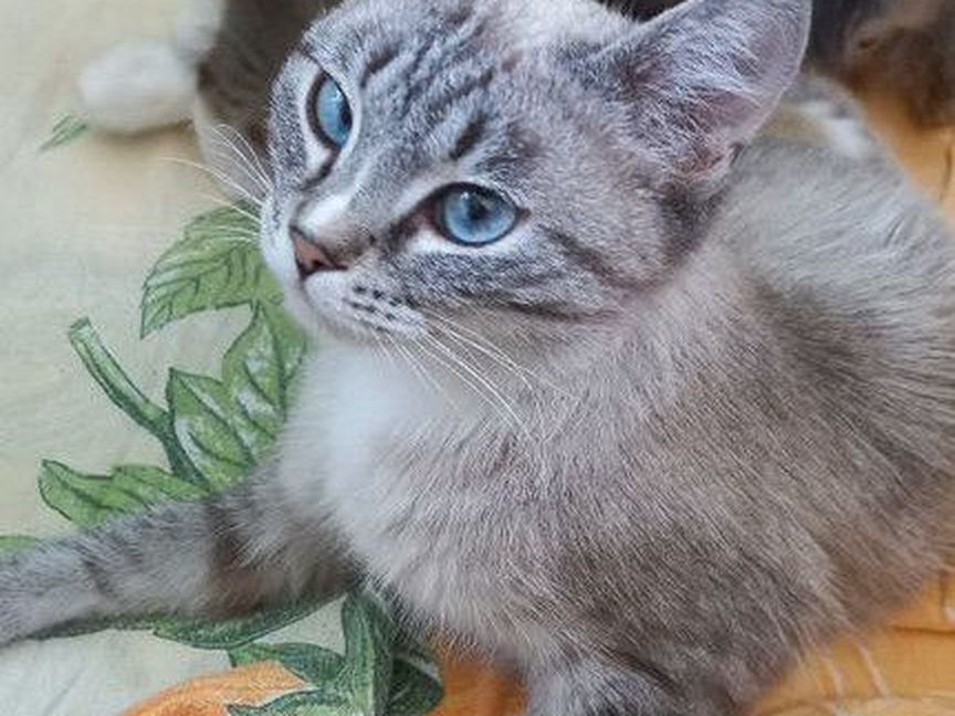 Кошка тайской породы в добрые руки