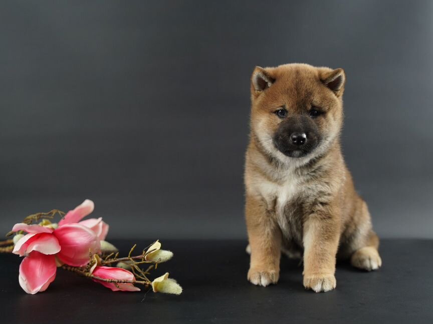 Очень красивые щенки сиба ину